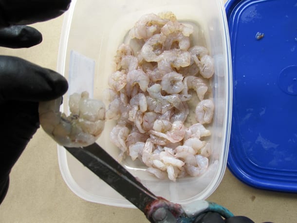 Veteran Guide Share Secrets: Curing Prawns For Salmon/Steelhead ...