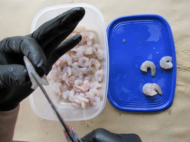 Veteran Guide Share Secrets: Curing Prawns For Salmon/Steelhead ...