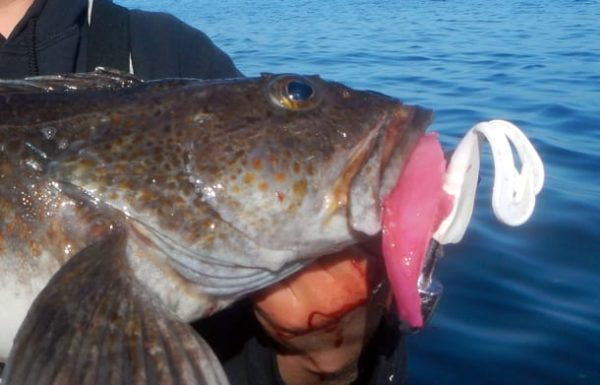 Learn to Make Lingcod Candy - Pautzke Bait Co
