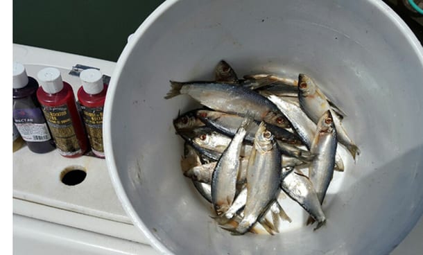 A Guide's Secret to the Perfect Halibut Bait - Pautzke Bait Co