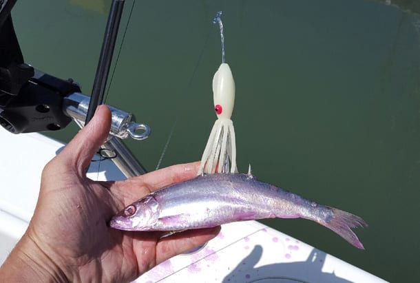 A Guide's Secret to the Perfect Halibut Bait - Pautzke Bait Co