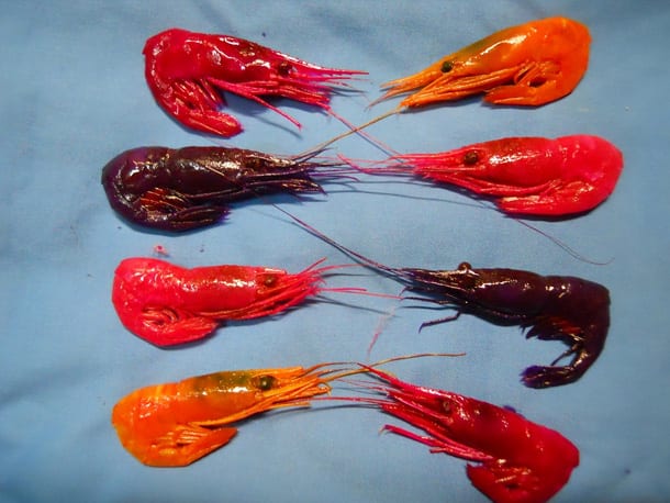 How to Cure Shrimp - Pautzke Bait Co