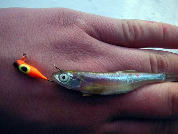 Fire Brine Minnows: Go Outside The Box For Great Lakes Steelhead ...