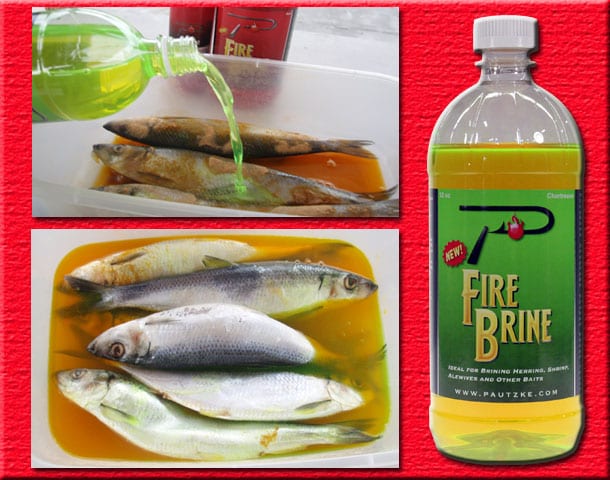 The Perfect Halibut Brine - Pautzke Bait Co