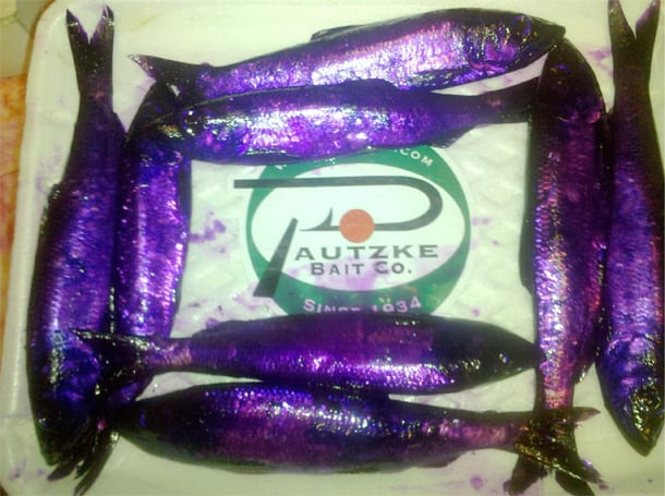 Pautzke Announces Purple Nectar - Pautzke Bait Co