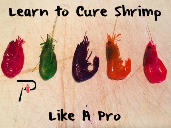 Learn To Cure Shrimp Like A Pro - Pautzke Bait Co