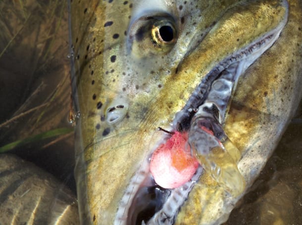 Curing Roe Ontario, Canada, Style! - Pautzke Bait Co