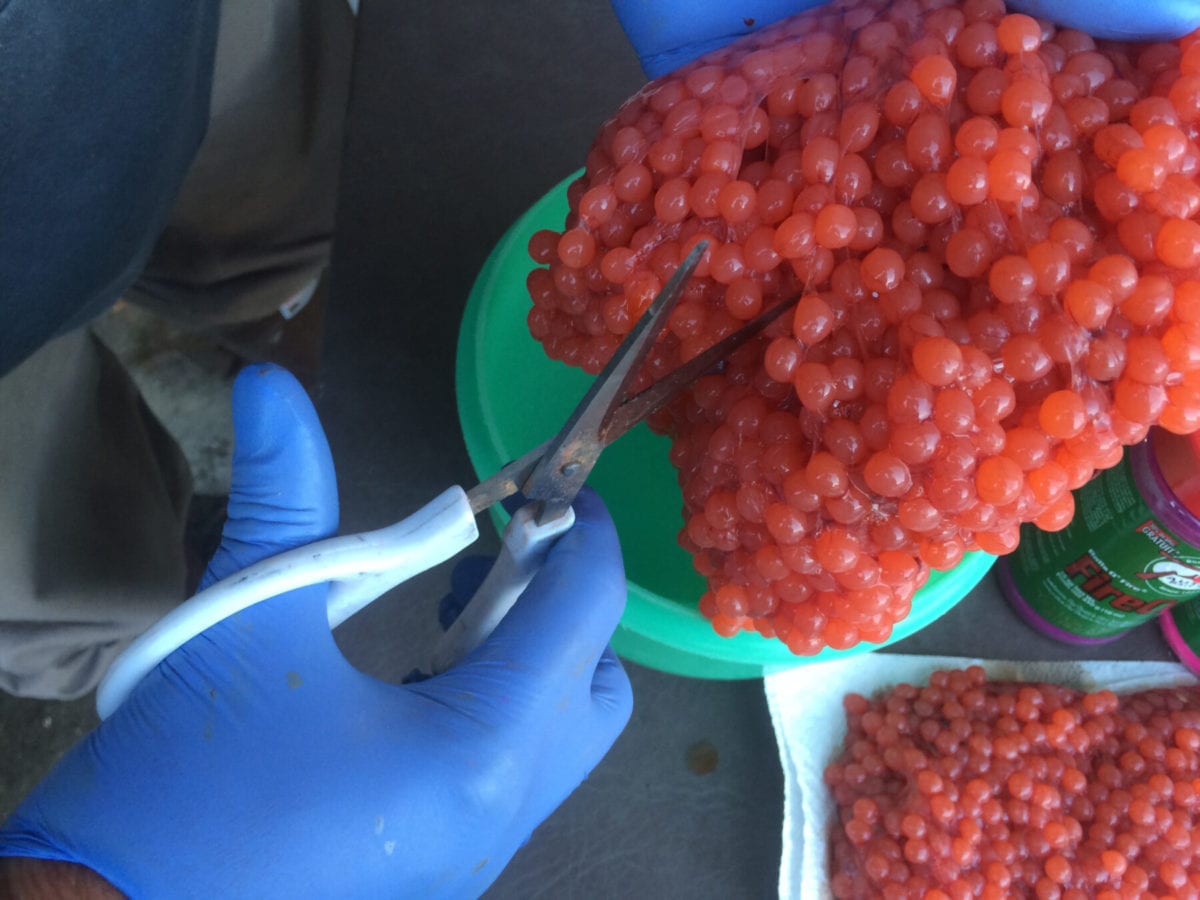 Learn To Cure Extra Sweet Salmon Eggs For Bobber & Back Bouncing ...