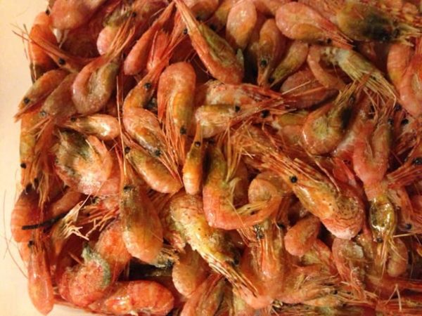 The Secret Shrimp Cure, That's Not So Secret! - Pautzke Bait Co