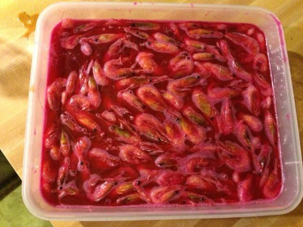 The Secret Shrimp Cure, That's Not So Secret! - Pautzke Bait Co