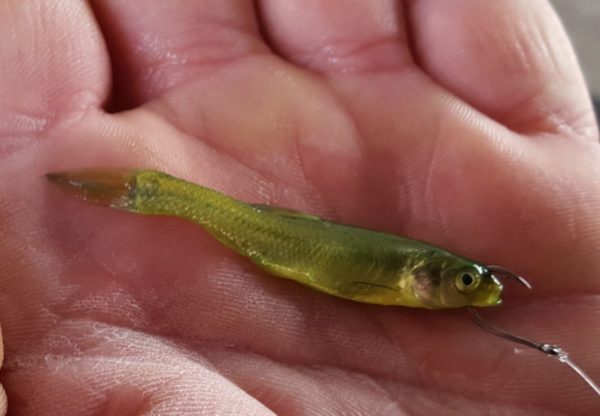 Learn to Catch Fish With Live Fire Dye Minnows - Pautzke Bait Co