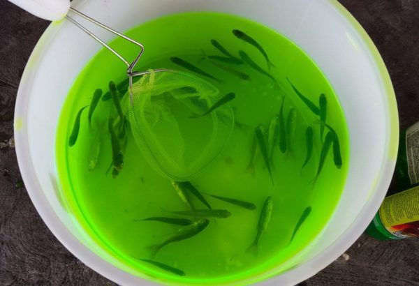 Learn to Catch Fish With Live Fire Dye Minnows - Pautzke Bait Co