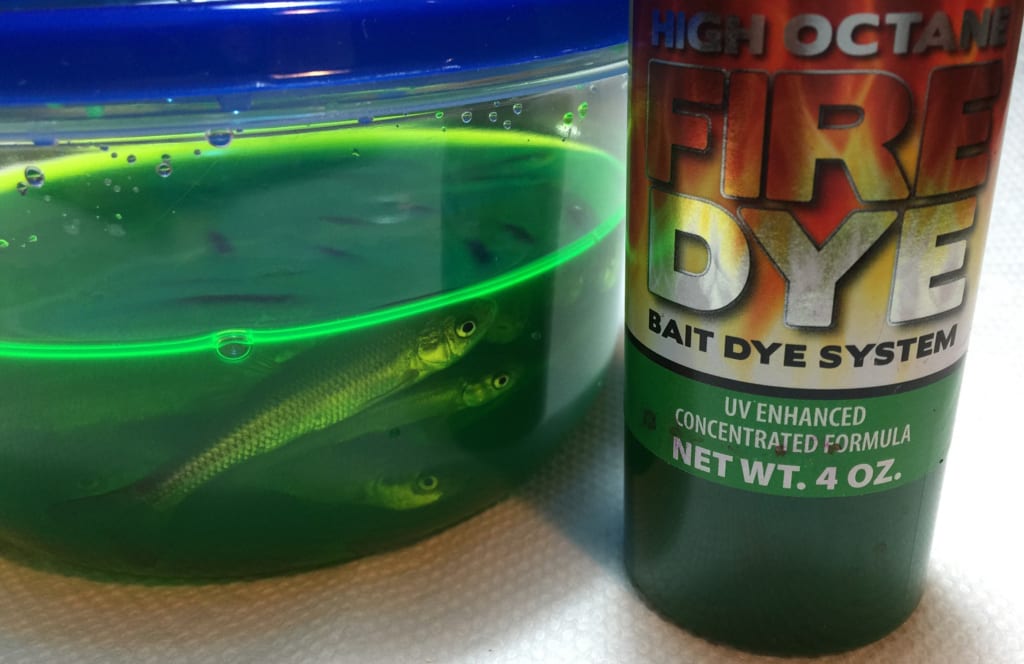 Learn to Catch Fish With Live Fire Dye Minnows - Pautzke Bait Co