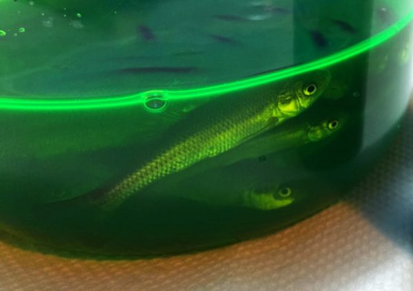 Learn to Catch Fish With Live Fire Dye Minnows - Pautzke Bait Co