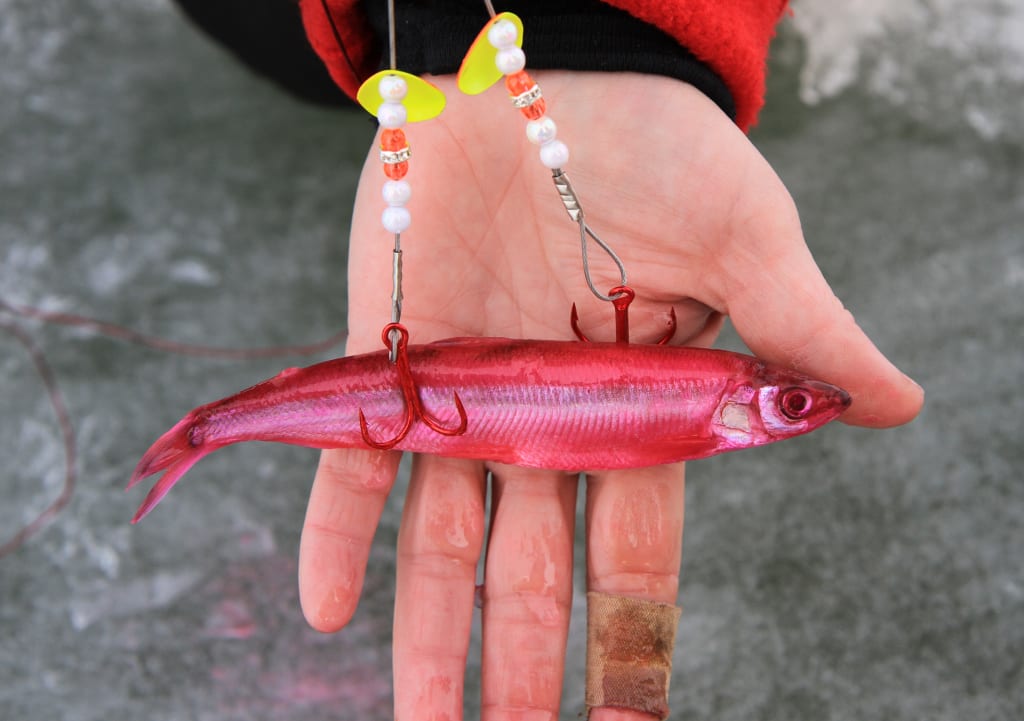 Use Brined & Colored Smelt: For Big Pike - Pautzke Bait Co