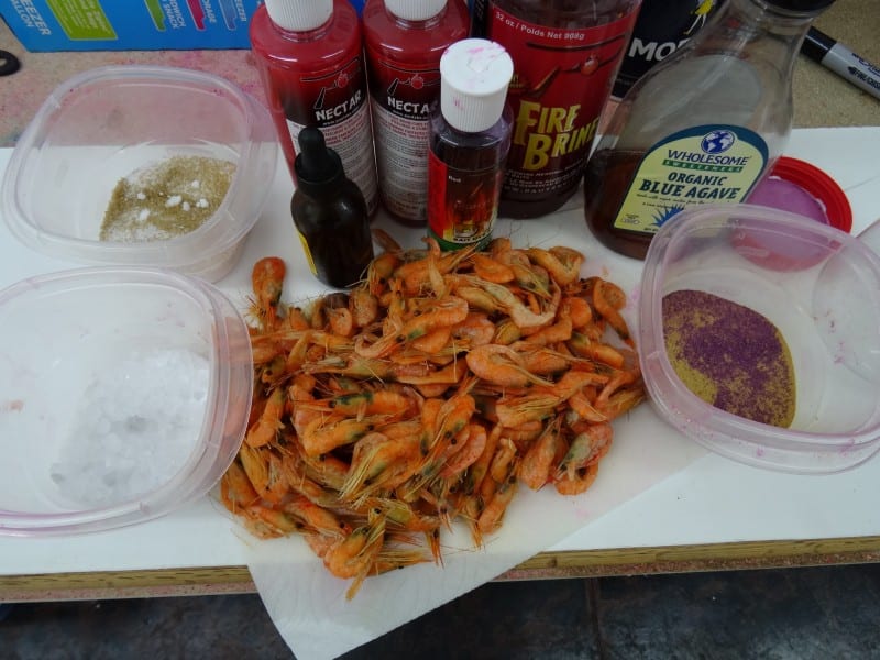 Learn The New No. 1 Coon Shrimp Recipe – Pautzke Bait Co