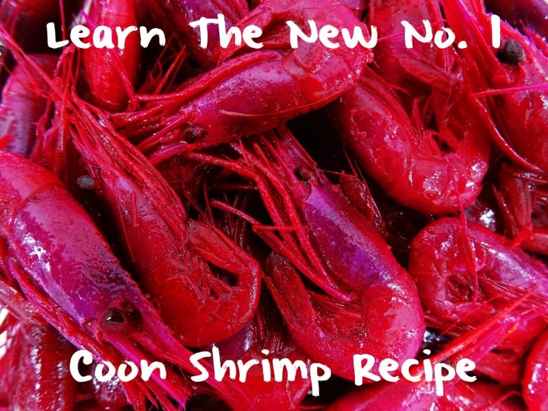Learn The New No. 1 Coon Shrimp Recipe - Pautzke Bait Co