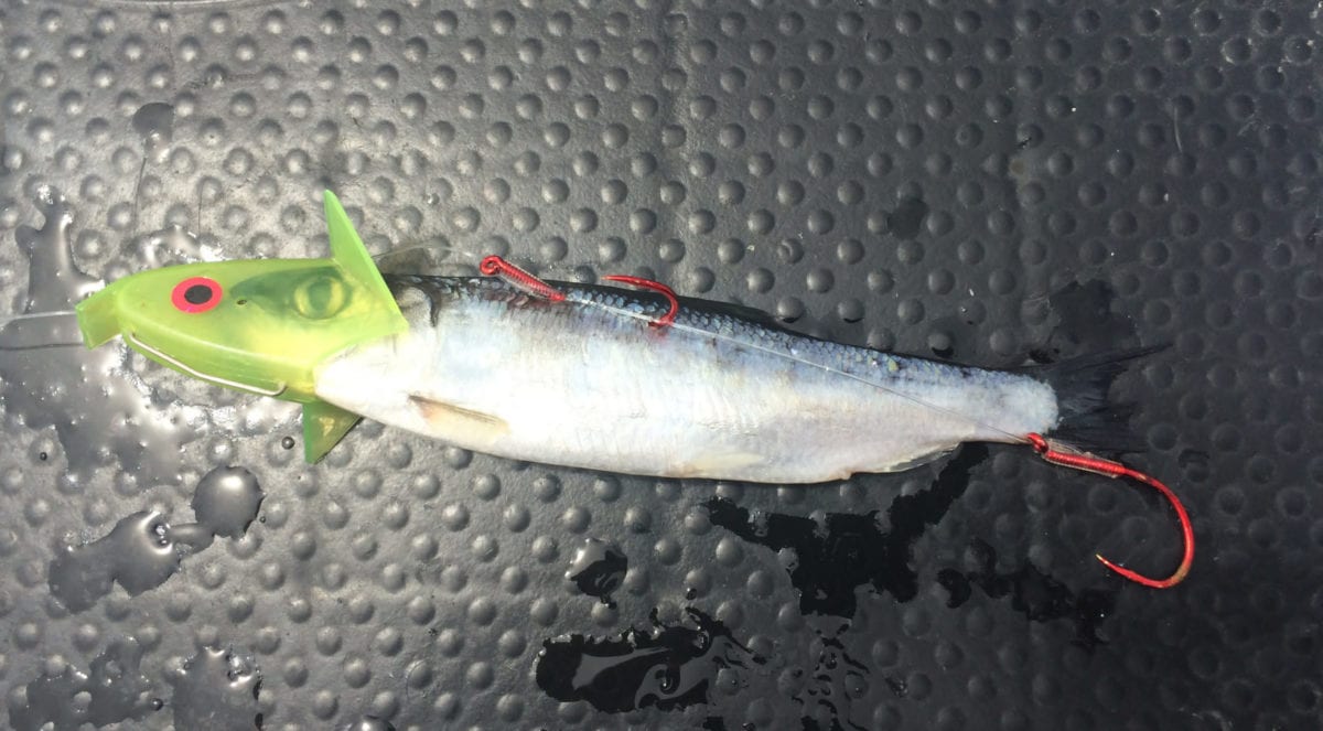 Four Hot Bait Trolling Rigs For Ocean Salmon Fishing - Pautzke Bait Co