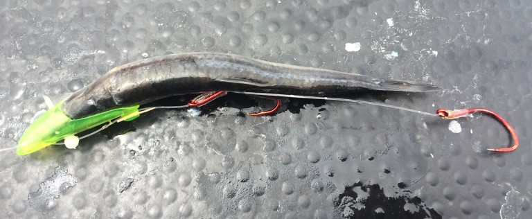 Four Hot Bait Trolling Rigs For Ocean Salmon Fishing - Pautzke Bait Co