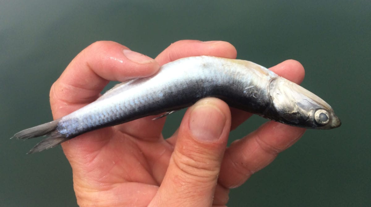 Four Hot Bait Trolling Rigs For Ocean Salmon Fishing - Pautzke Bait Co