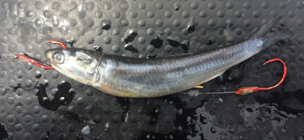 Four Hot Bait Trolling Rigs For Ocean Salmon Fishing - Pautzke Bait Co