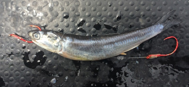 Four Hot Bait Trolling Rigs For Ocean Salmon Fishing - Pautzke Bait Co