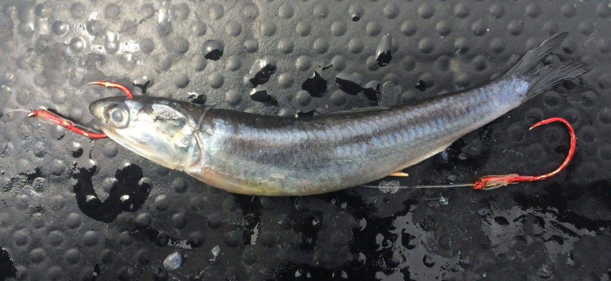 Four Hot Bait Trolling Rigs For Ocean Salmon Fishing - Pautzke Bait Co