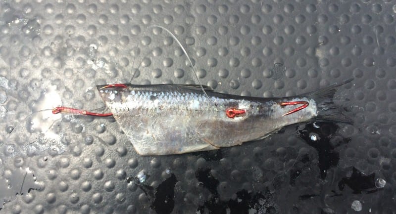 Four Hot Bait Trolling Rigs For Ocean Salmon Fishing - Pautzke Bait Co