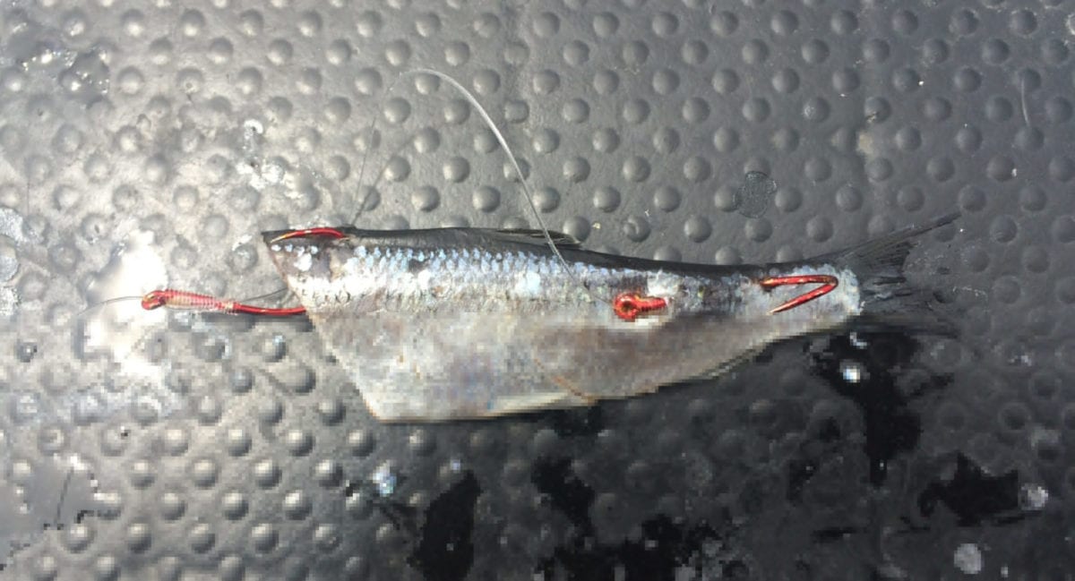 Four Hot Bait Trolling Rigs For Ocean Salmon Fishing - Pautzke Bait Co