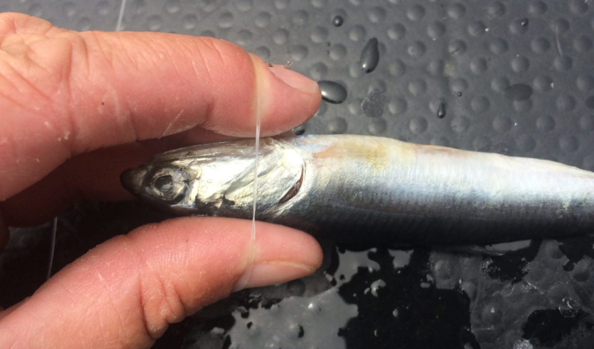 Four Hot Bait Trolling Rigs For Ocean Salmon Fishing - Pautzke Bait Co