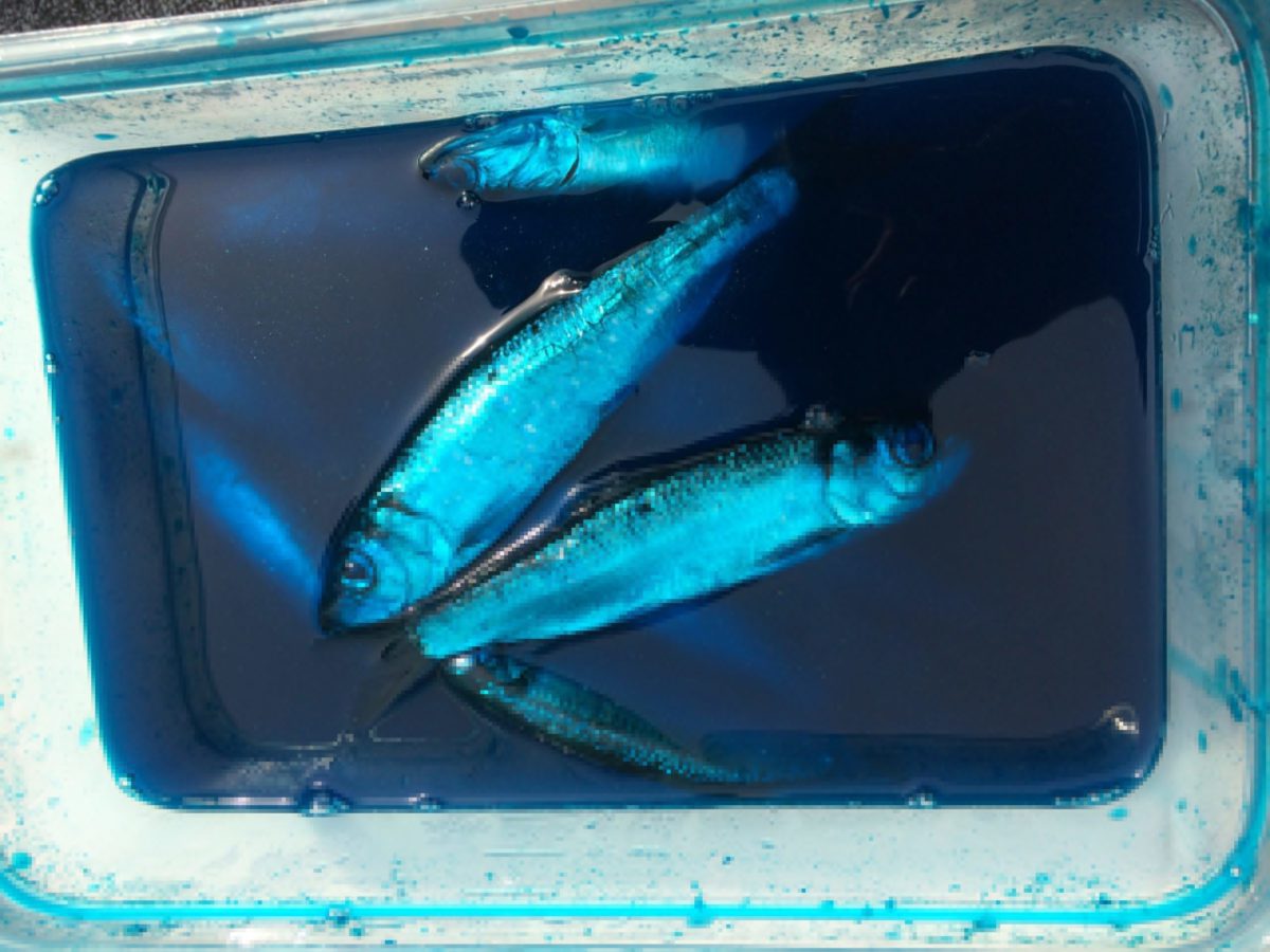 Four Hot Bait Trolling Rigs For Ocean Salmon Fishing - Pautzke Bait Co