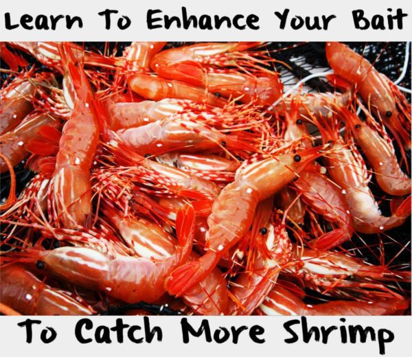 Learn To Enhance Your Bait To Catch More Shrimp - Pautzke Bait Co