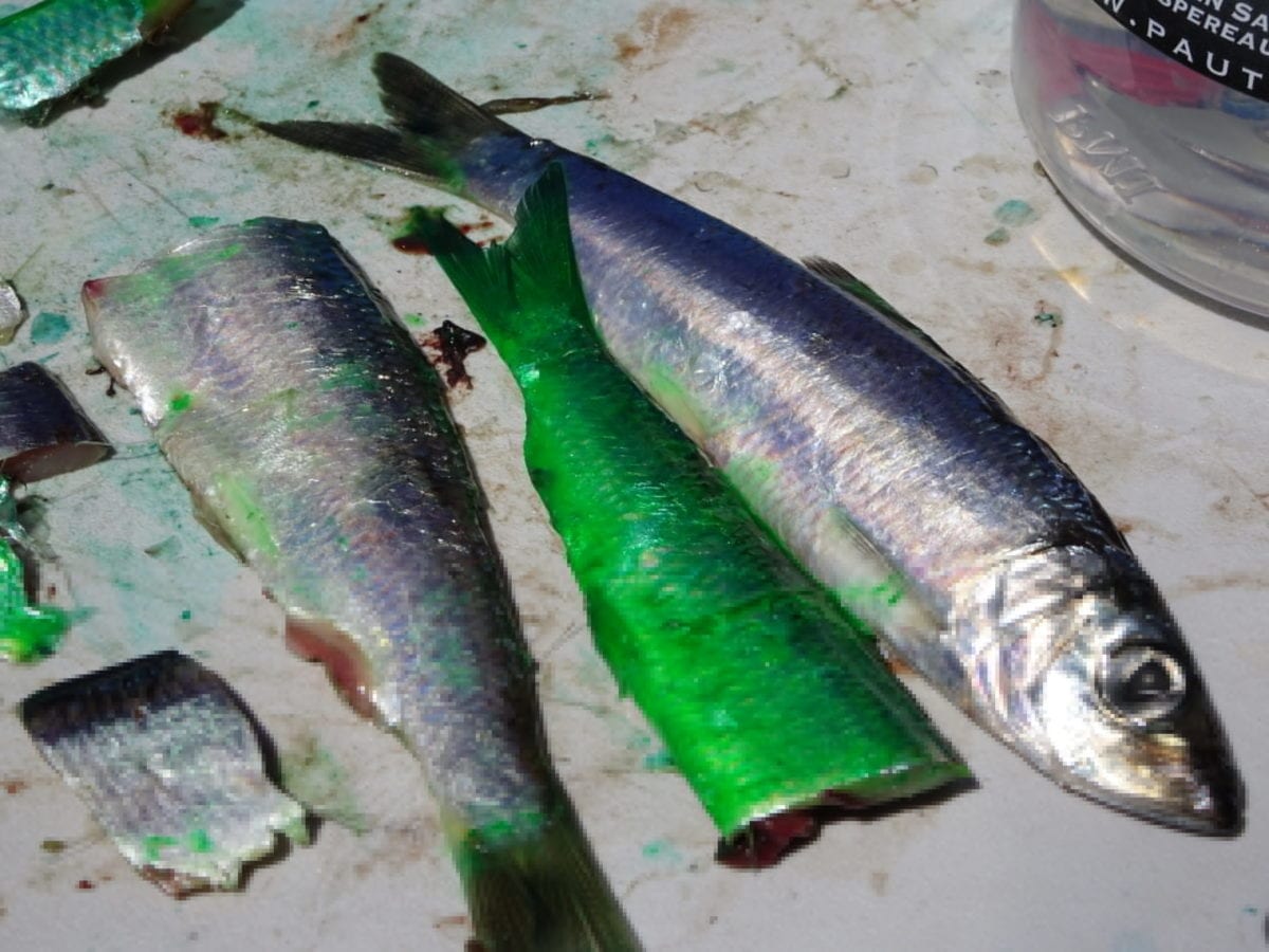 Seattle's Puget Sound Sporting Epic Flounder & Sand Dab Bite - Pautzke ...