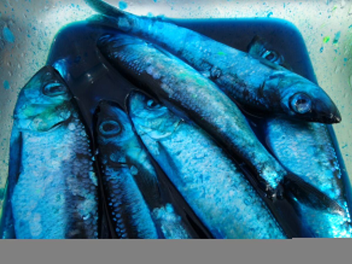 Learn The Perfect Brine for Saltwater Salmon – Pautzke Bait Co