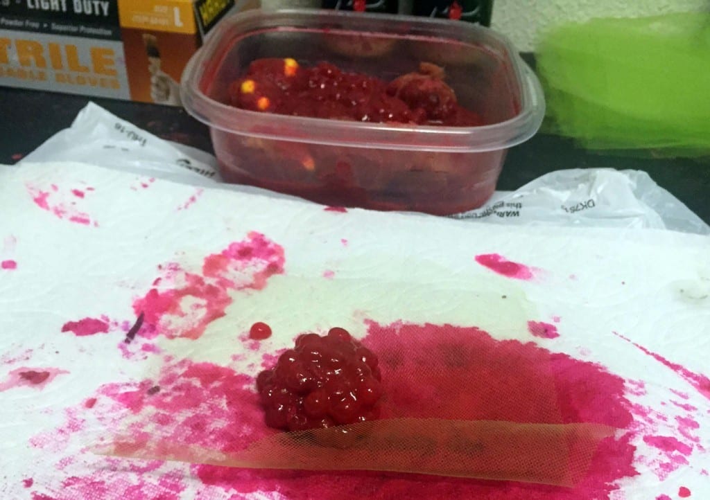 Learn to Make Spawn Sacks For Northwest Salmon - Pautzke Bait Co