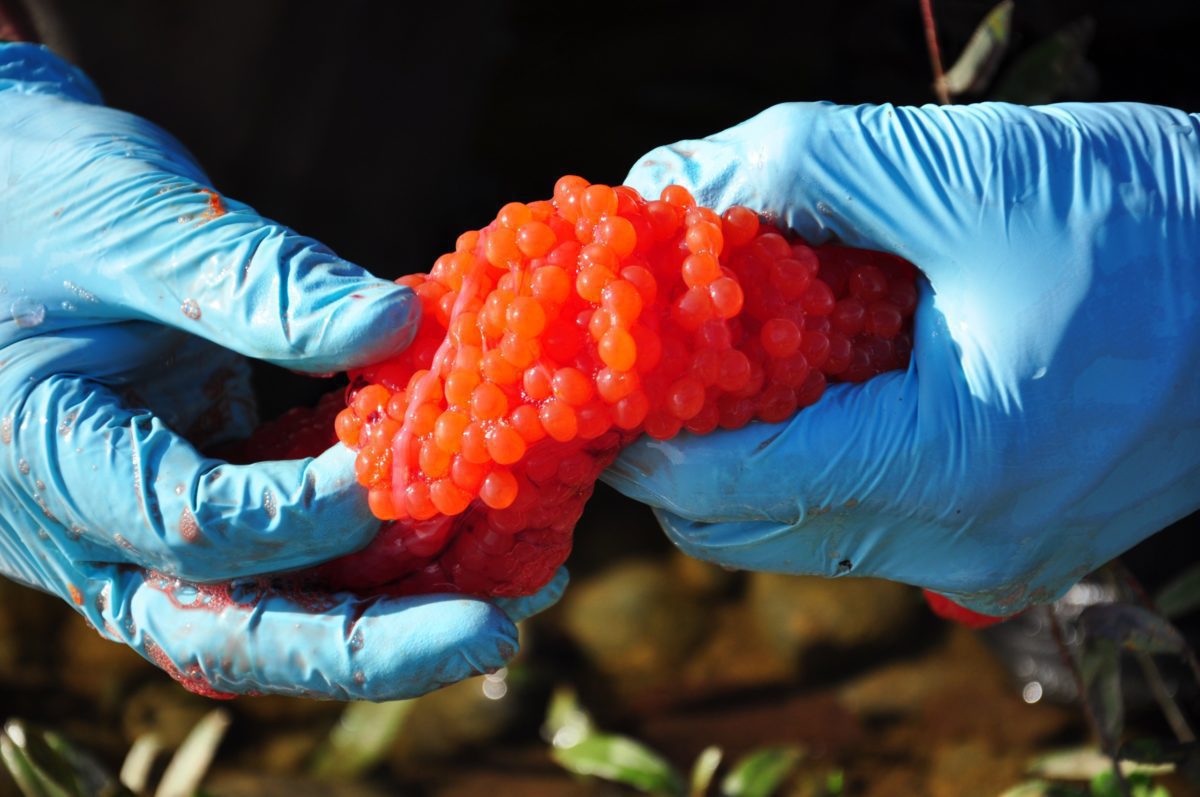 Learn To Rig A Bobber & Eggs For Fall Salmon - Pautzke Bait Co