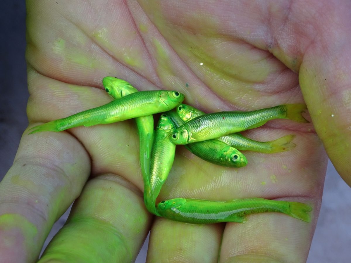 Live Fire Dye Minnows & Worms Catching Big Trout - Pautzke Bait Co