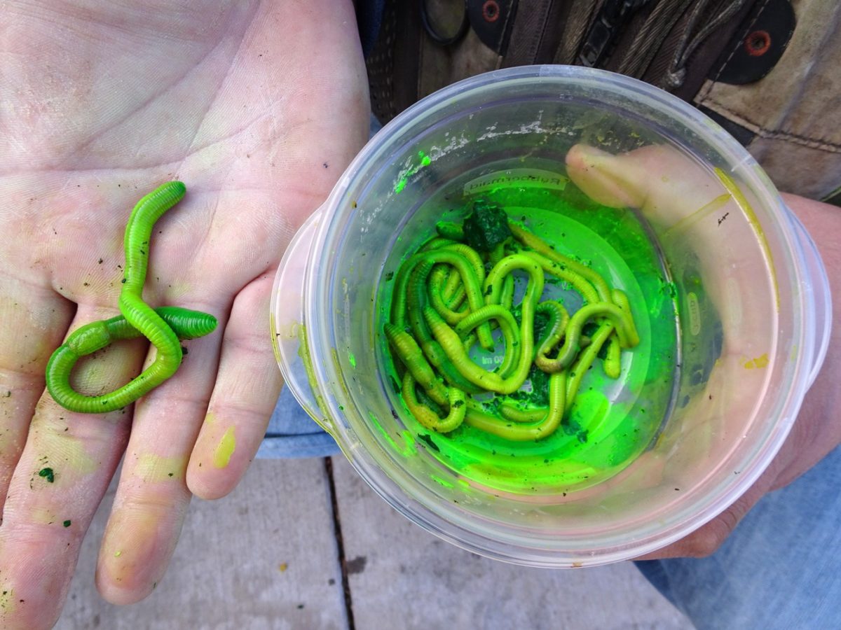 Live Fire Dye Minnows & Worms Catching Big Trout - Pautzke Bait Co