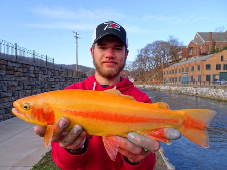 Live Fire Dye Minnows & Worms Catching Big Trout - Pautzke Bait Co
