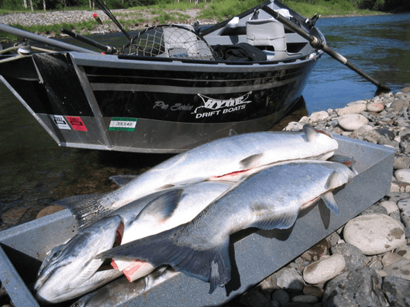 Learn to Cure/Fish Coon Shrimp for PNW Springers - Pautzke Bait Co