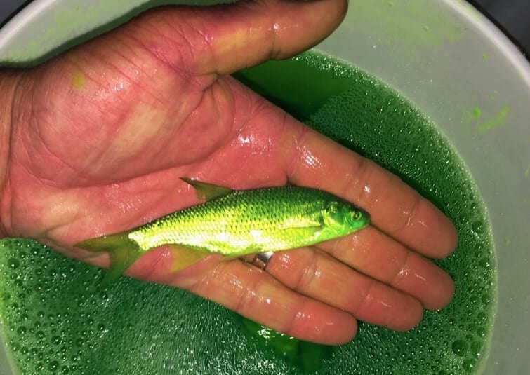 Learn to Fire Dye Live Shiners For California Stripers - Pautzke Bait Co