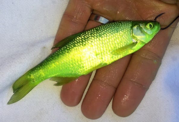 Learn to Fire Dye Live Shiners For California Stripers - Pautzke Bait Co