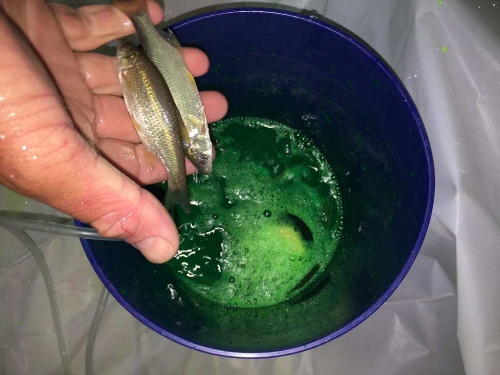 Learn to Fire Dye Live Shiners For California Stripers - Pautzke Bait Co