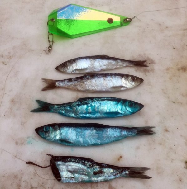 Learn Big Dave's 80/20 Recipe: For Blue Herring - Pautzke Bait Co