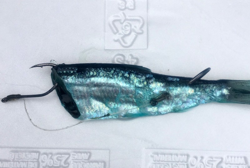 Learn Big Dave's 80/20 Recipe: For Blue Herring - Pautzke Bait Co