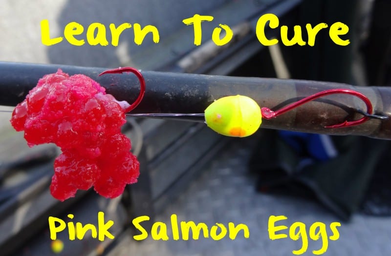 Learn to Cure Pink Salmon Eggs - Pautzke Bait Co