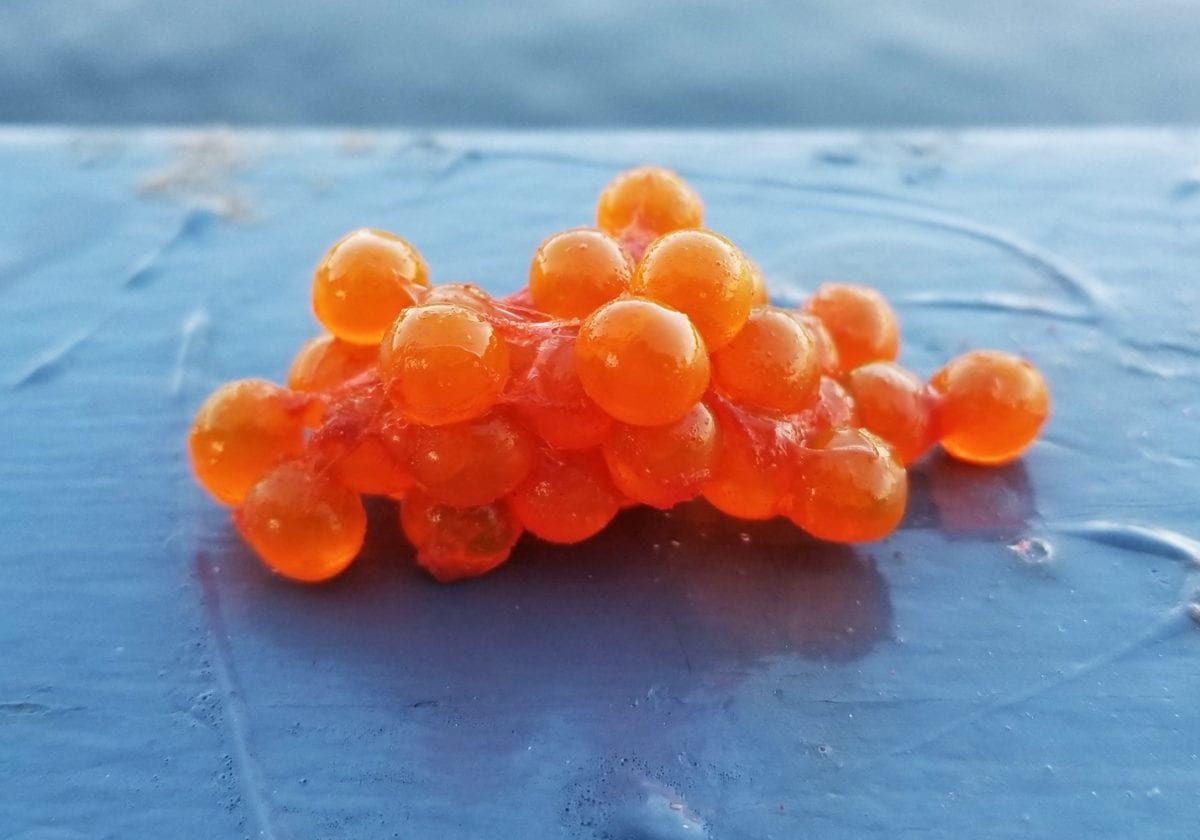Try This New Egg Cure: Catch More Salmon - Pautzke Bait Co
