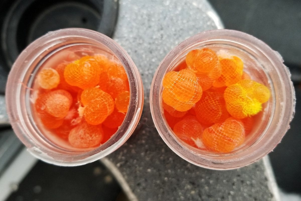 Learn to Tie Fire Balls Into Perfect Spawn Sacks - Pautzke Bait Co