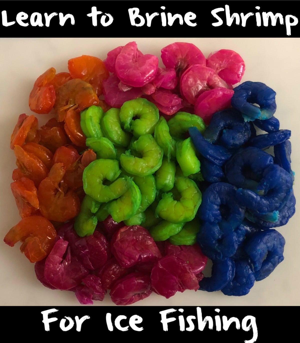 Learn to Fire Brine Shrimp For Ice Fishing - Pautzke Bait Co