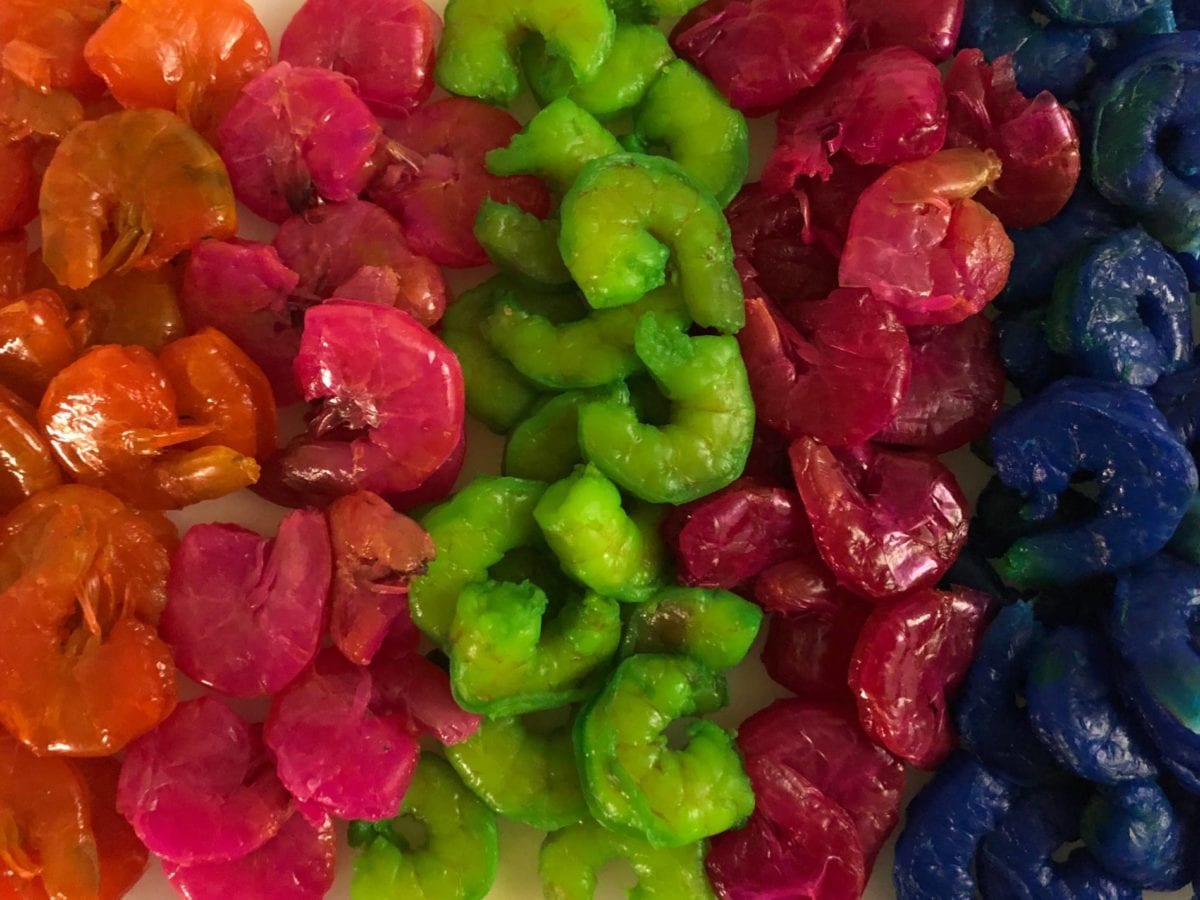 Learn to Fire Brine Shrimp For Ice Fishing - Pautzke Bait Co